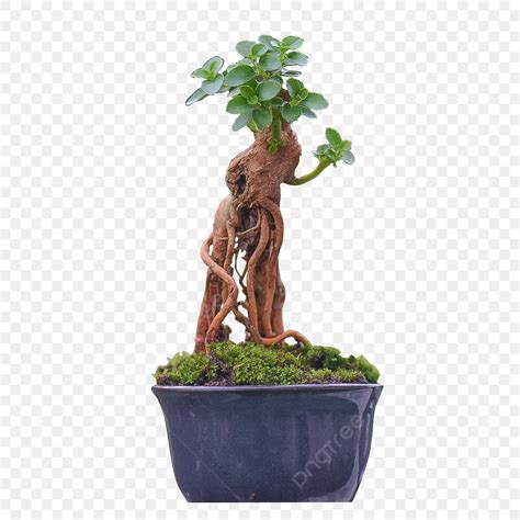 Mini Bonsai Premna Microphylla Bonsai Png Green Plant PNG