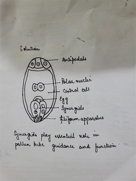 Angiosperm Embryo Sac Diagram Schematic Drawing Of The