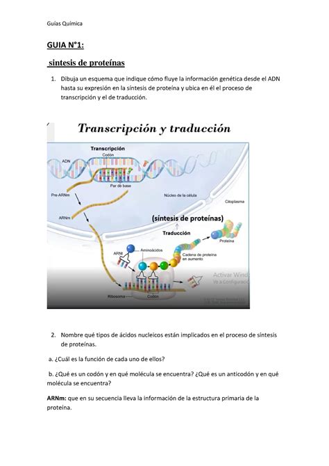 Respuestas GUÍA DE Química 2 GUIA N1 sintesis de proteínas Dibuja