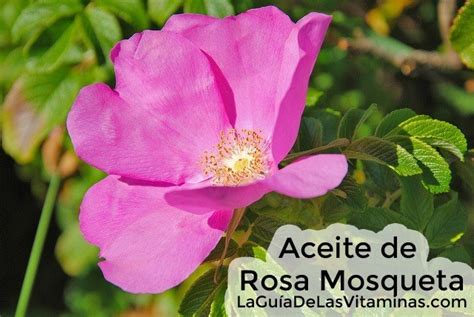Aceite de rosa mosqueta beneficios para tu salud y usos La Guía de