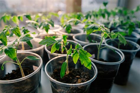 Quand planter les tomates en 2023 avec la lune Dates clé règles et