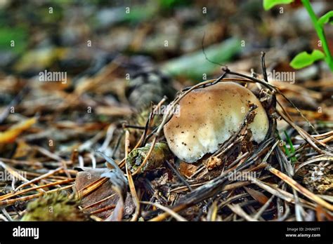 Boletus Edulis Edible Mushroom Is Growing In The Forest Stock Photo Alamy
