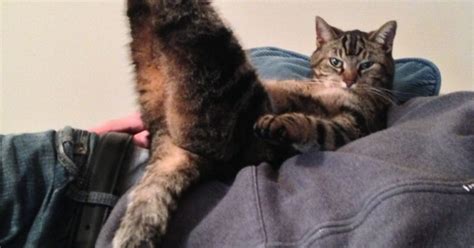 Dave The Cat Is Our New Hero Picture Huffpost Uk Comedy