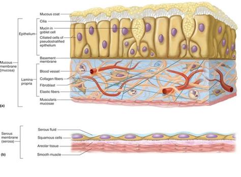 Membranes Histology Flashcards Quizlet