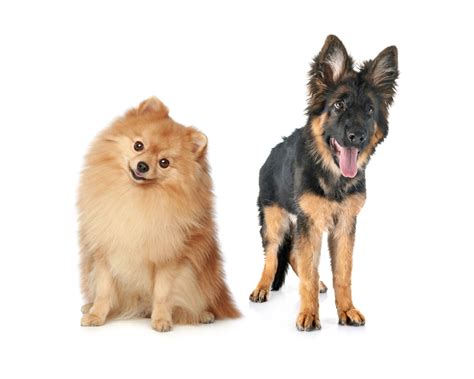 German Shepherd Pomeranian Mix Everything You Need To Know About