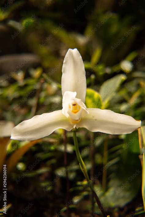 La Monja Blanca Flor Nacional De Guatemala On Sale Dakora Co