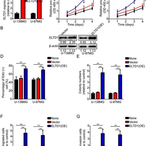 ELTD1 Overexpression Promotes Glioma Cell Proliferation Migration And
