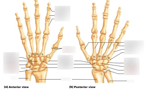 Carpals Metacarpals And Phalanges Hand Diagram Quizlet