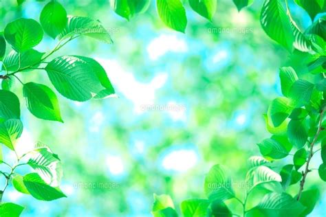 桜 10539001075 の写真素材イラスト素材アマナイメージズ