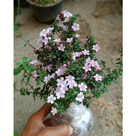 Jual Tanaman Hias SERIBU BINTANG PROMO BELI 5 GRATIS 1 SERISSA BAHAN