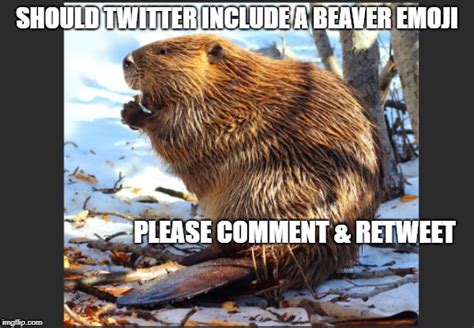 Beavers Imgflip