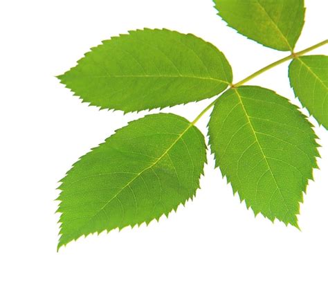 Hojas Verdes Aisladas En Blanco Foto Premium