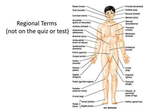 Anatomical Terminology Worksheet Worksheets Decoomo
