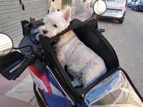 Como Llevar A Tu Perro En Moto Bagster Friendy ForoCoches