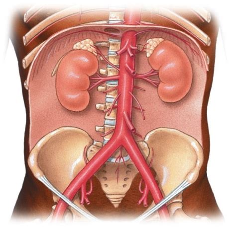 Lab 22 Abdominopelvic Cavity Arteries Diagram Quizlet