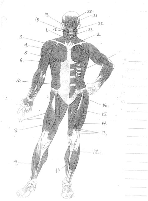 Anterior Muscles On Final Exam Diagram Quizlet