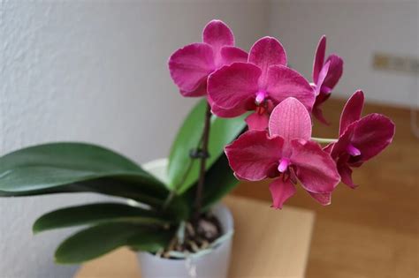 Como Cuidar de Orquídeas em Casa Dicas