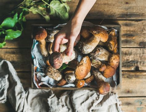 Funghi varietà benefici e le ricette migliori per gustarli Melarossa