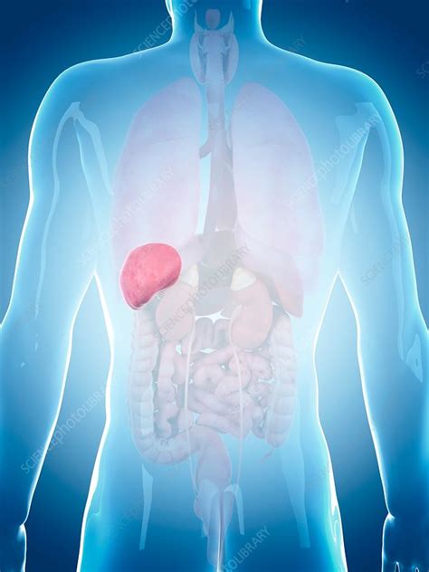 Human Spleen Stock Image F016 2174 Science Photo Library