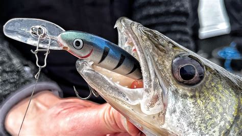 Trolling Crankbaits For Shallow Walleye Northland Fishing Tackle