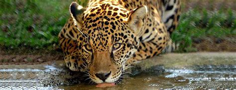 Excursions At Iguazu Amazing Variety Of Tropical Flora Fauna