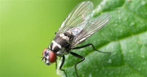 Les mouches à la maison 10 façons pour les éloigner cet été Jardin