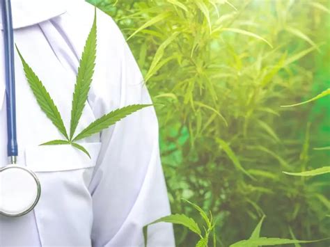 Cannabis Medicinal Entenda As Hip Teses Para O Uso Instituto De