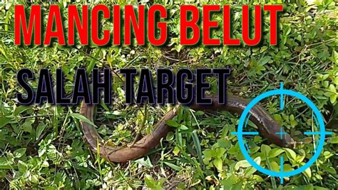 Cari Belut Babon Di Sore Hari Salah Target YouTube