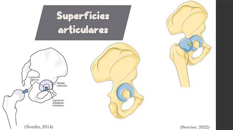 Introducción Osteocinemática de cadera