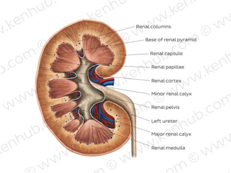 Renal Flashcards Quizlet