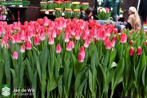 Liliane Gronert Tulp Jan De Wit En Zonen B V