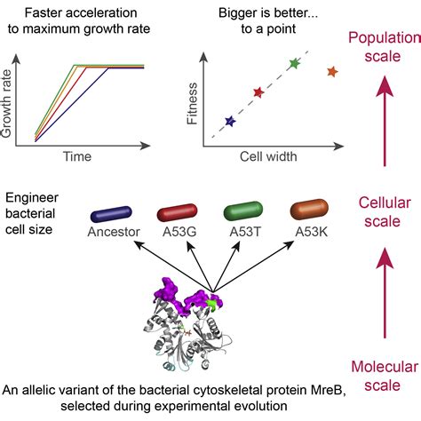 systematic perturbation of cytoskeletal function reveals a linear scaling relationship between
