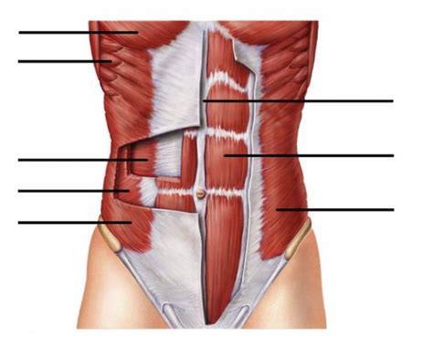 Abdomen Thorax Muscles Diagram Diagram Quizlet