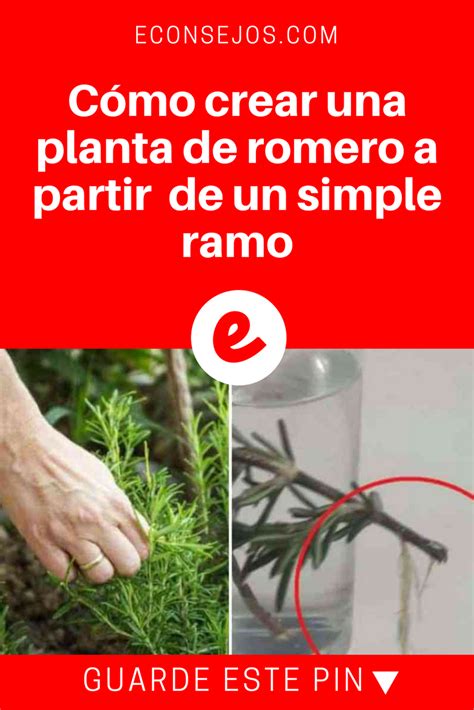 Cómo plantar romero a partir de una rama Huerto casero Como plantar