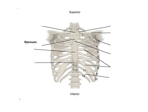 Anterior View Of The Thorax Diagram Quizlet