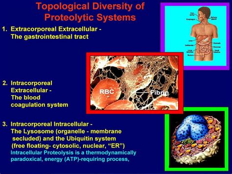 PPT Intracellular Protein Degradation The Lysosome And Ubiquitin