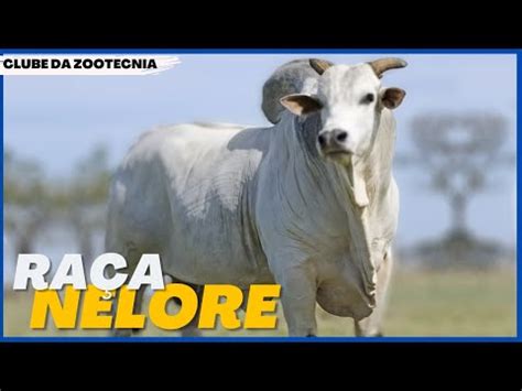 Conceito e características da raça Nelore POI tudo o que você precisa