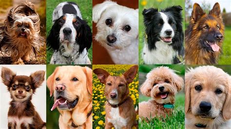 Las diez razas de perros más populares en Pamplona el listado de los