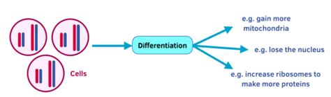 Introduction To Cells Cell Differentiation Gcse Biology Study Mind
