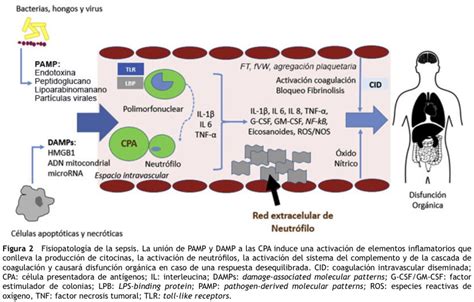 Mauricio Ambriz on Twitter Fisiopatología de la SEPSIS Medicina