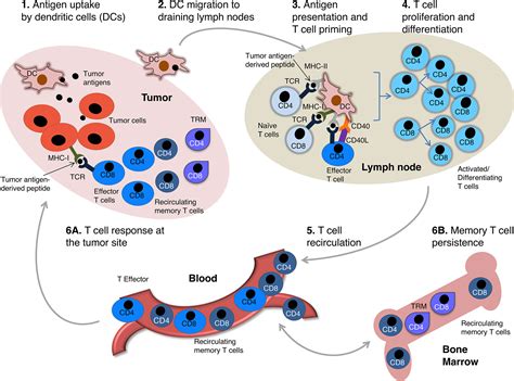 Frontiers The Emerging Interplay Between Recirculating And Tissue