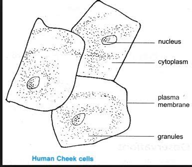Cheek Cells Under Microscope Labeled