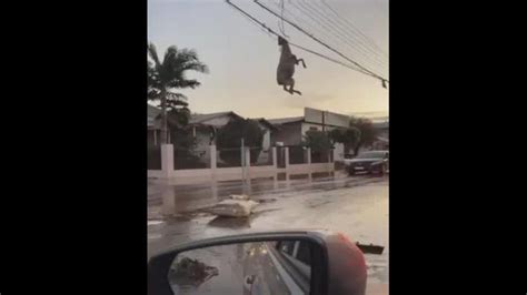 Ovelha Aparece Pendurada Em Fia O El Trica Ap S Passagem De Ciclone No