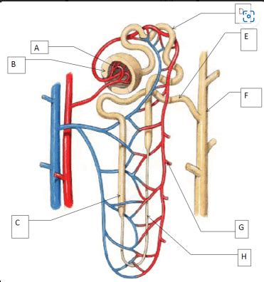 Nephron Labeling Diagram Quizlet