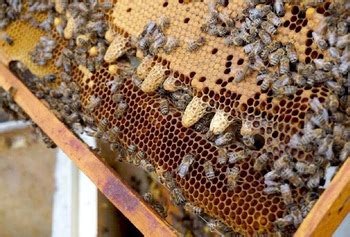 La Vie De La Ruche Le R Le Des Abeilles Dans La Nature Echosciences