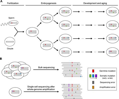Frontiers Identification Of Somatic Mutations From Bulk And Single