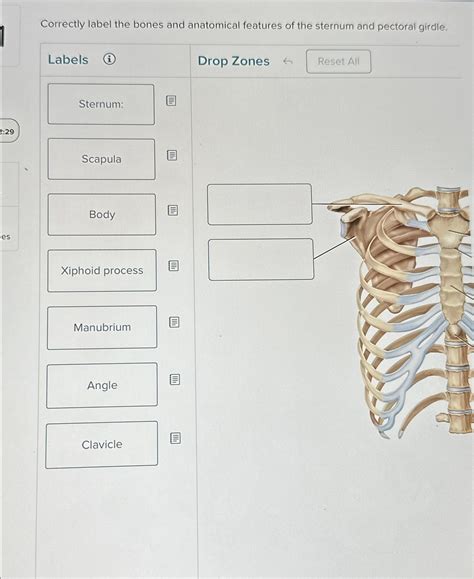 Solved Correctly Label The Bones And Anatomical Features Of Chegg