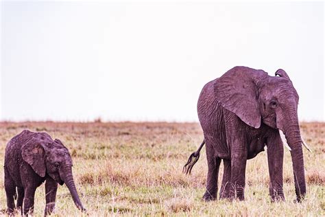 Elefanten Wilde Tiere Kenia Kostenloses Foto Auf Pixabay Pixabay