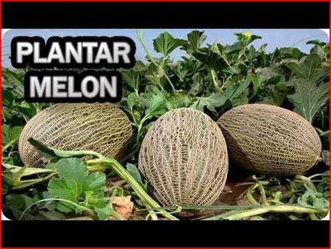 Cómo sembrar melón en macetas MelonySandia