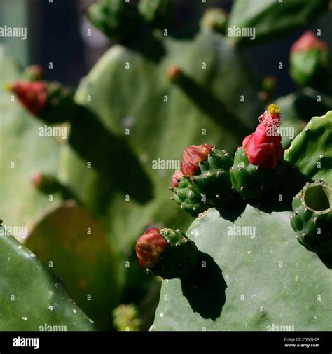 Red Blossom And Unripe Fruit Of An Opuntia Cochenillifera Cochineal